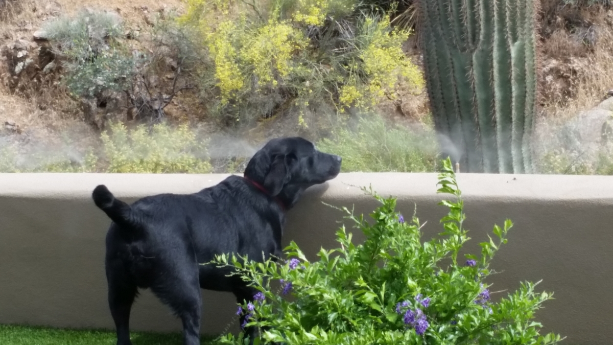 Phoenix Misting Systems | Patio Misters | Foggers Phoenix AZ