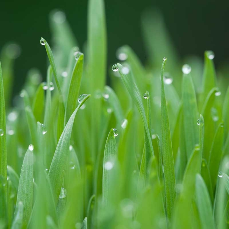 Sod Grass Luxe Outdoor Environments 3326